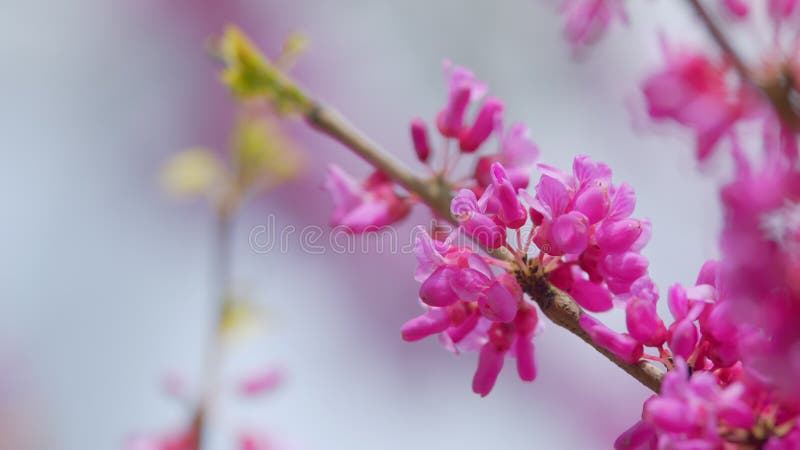 Blooming Judas Tree. Commonly Known As the Judas Tree is a Small ...