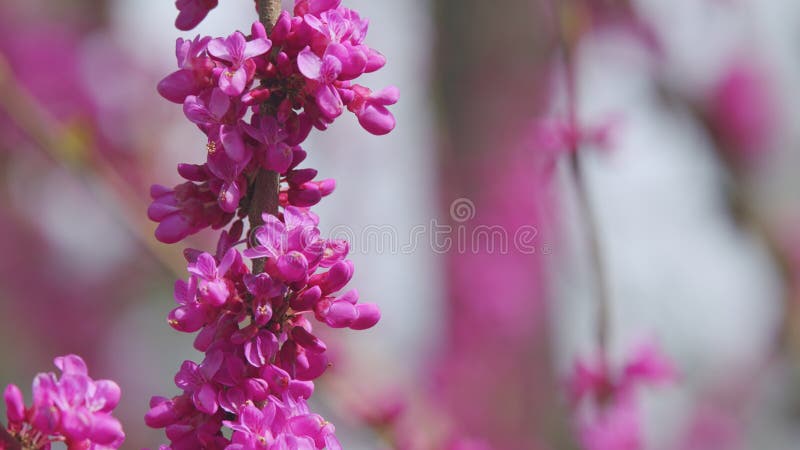 Blooming Judas Tree. Commonly Known As the Judas Tree is a Small ...