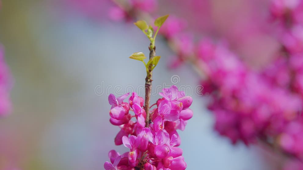 Blooming Judas Tree. Commonly Known As the Judas Tree is a Small ...