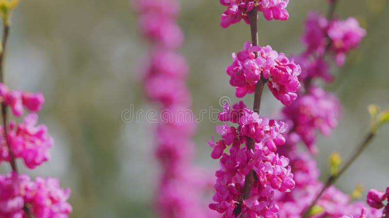 Blooming Judas Tree. Commonly Known As the Judas Tree is a Small ...