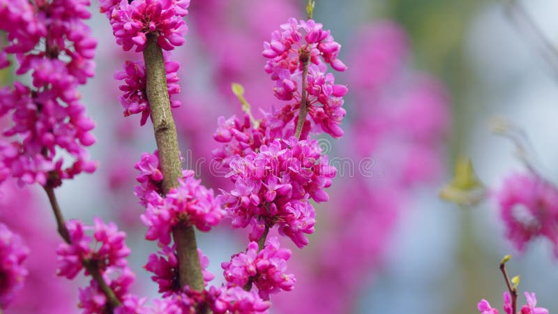 Blooming Judas Tree. Commonly Known As the Judas Tree is a Small ...