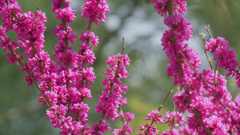 Blooming Judas Tree. Commonly Known As the Judas Tree is a Small ...