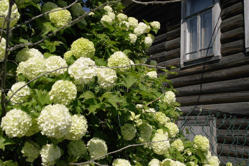 Blooming Kalinka Near the House Stock Photo - Image of food, white ...