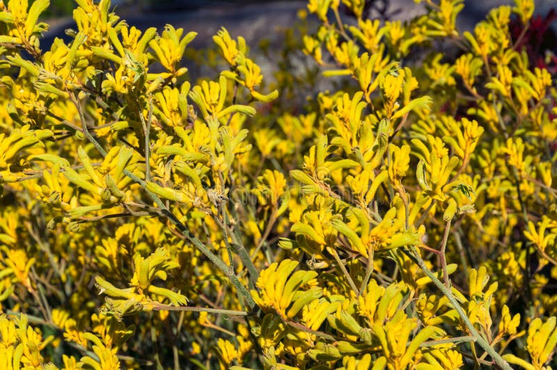 Blooming Kangaroo Paw Flowers Stock Photo - Image of botanical, foliage ...