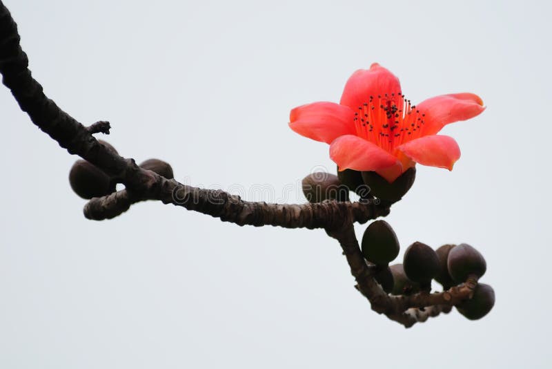 Blooming Kapok Flower in Spring Stock Image - Image of sunlight, flower ...