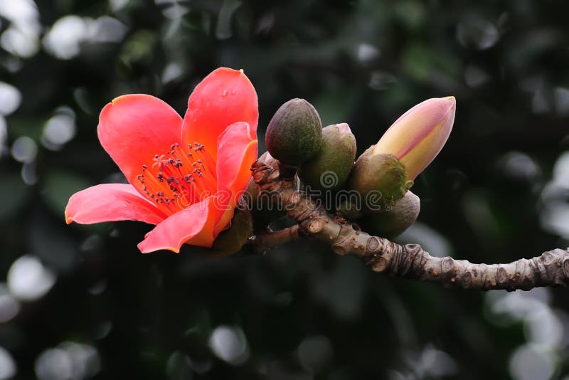 Blooming Kapok Flower in Spring Stock Photo - Image of floral, spirit ...