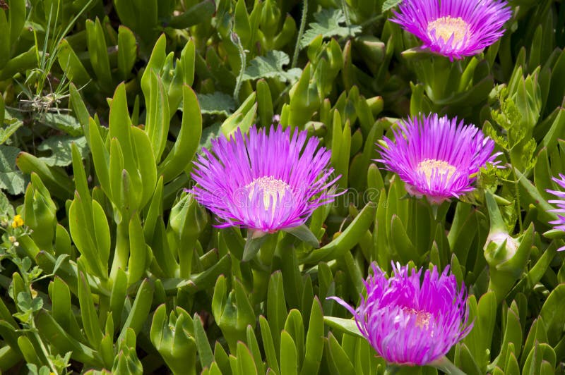 Blooming Karkalla or Pigface Flowers with Succulent Leaves Stock Image ...
