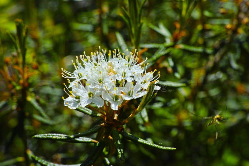 Blooming of Labrador tea stock image. Image of wild, ledum - 56522825