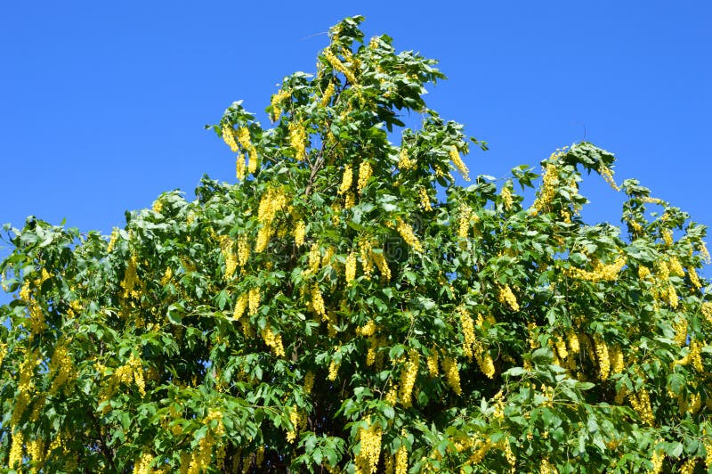 Blooming laburnum tree stock image. Image of beauty - 321751635