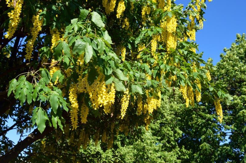 Blooming laburnum tree stock image. Image of beautiful - 321751637