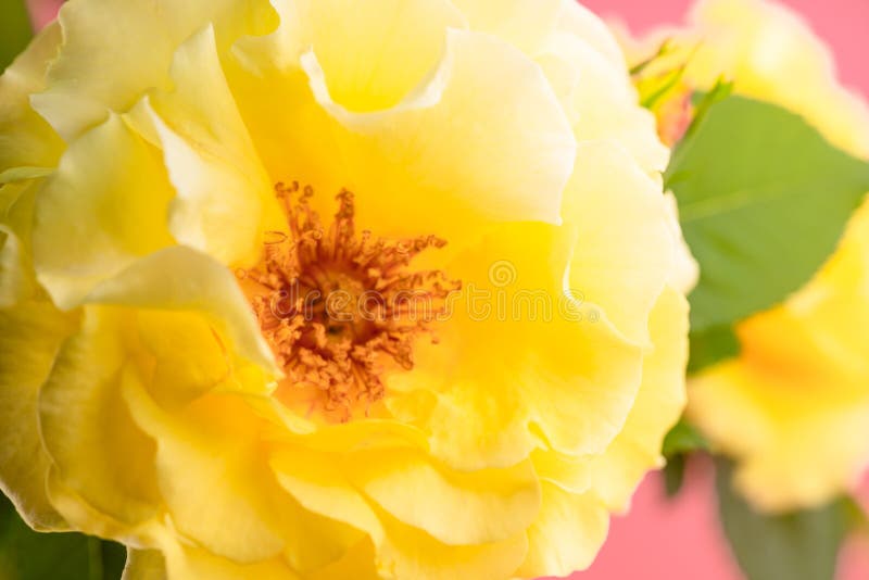 Blooming Large Yellow Rose Bud Stock Photo - Image of large, garden ...