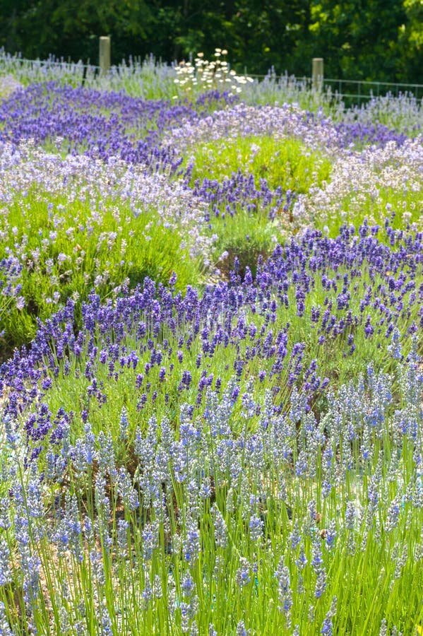 Blue flax field stock photo. Image of seed, garden, pasture - 14396310
