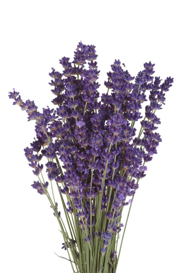 Detail of lavender flower stock photo. Image of macro - 6990484