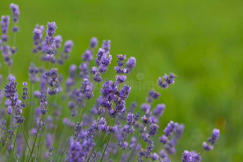 Blooming Lavender on a Blurred Green Background Stock Photo - Image of ...