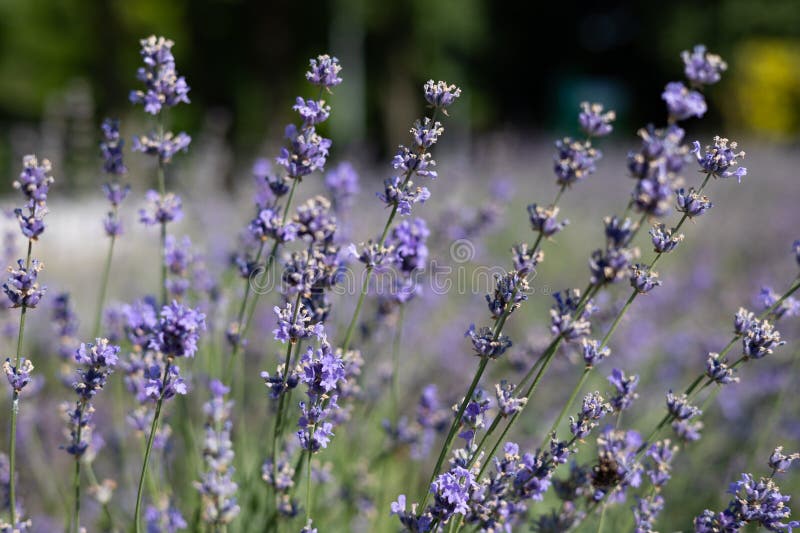 Blooming Lavender Branches As a Background Stock Image - Image of ...