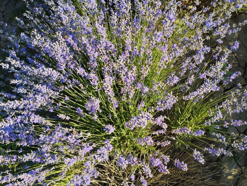 Blooming lavender close-up stock photo. Image of petals - 332584314