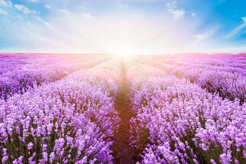 Blooming Lavender Field Under the Bright Colors of the Summer Sunset ...