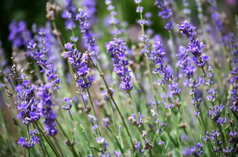 Blooming lavender stock photo. Image of lavender, heat - 60027426