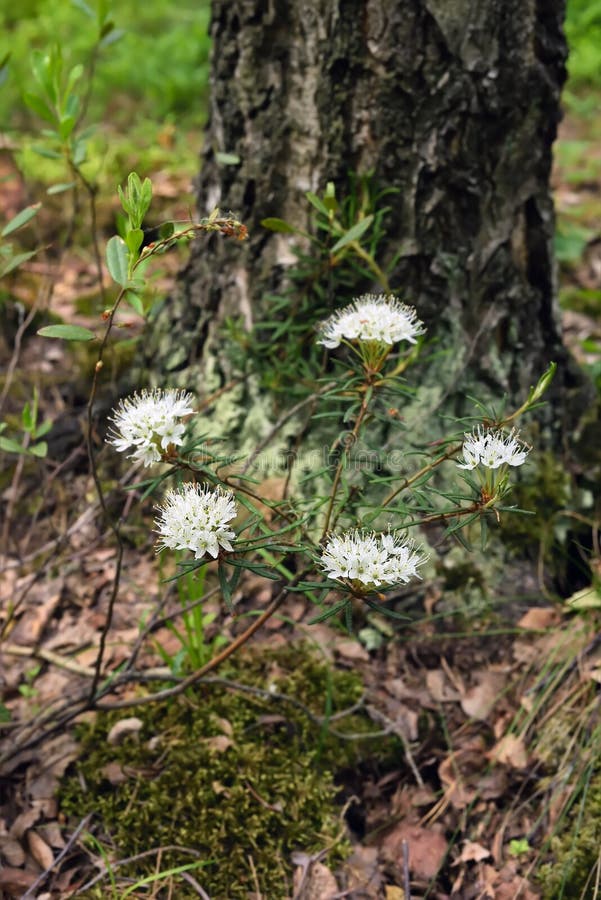 Blooming Ledum Palustre Plant Stock Image - Image of small, swamp: 59598251