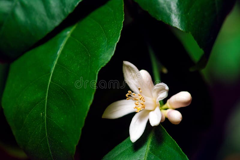 Blooming lemon stock photo. Image of fruit, growth, agriculture - 70381648