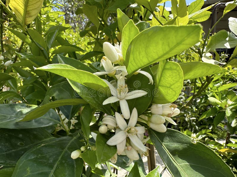 Blooming Lemon Tree (lat. - Citrus Limon) with Fragrant White Flowers ...