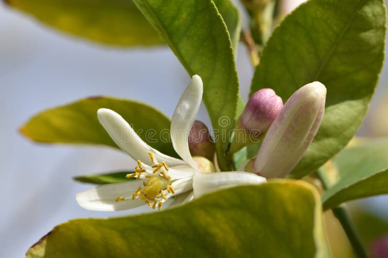 Blooming Lemon Tree in the Spring, Open White Flower and Closed Buds ...
