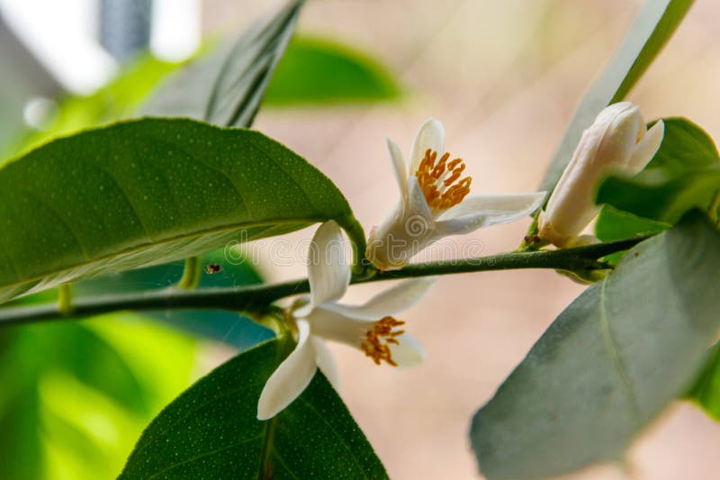 Blooming Lemon Tree on the Windowsill in Apartment Stock Photo - Image ...