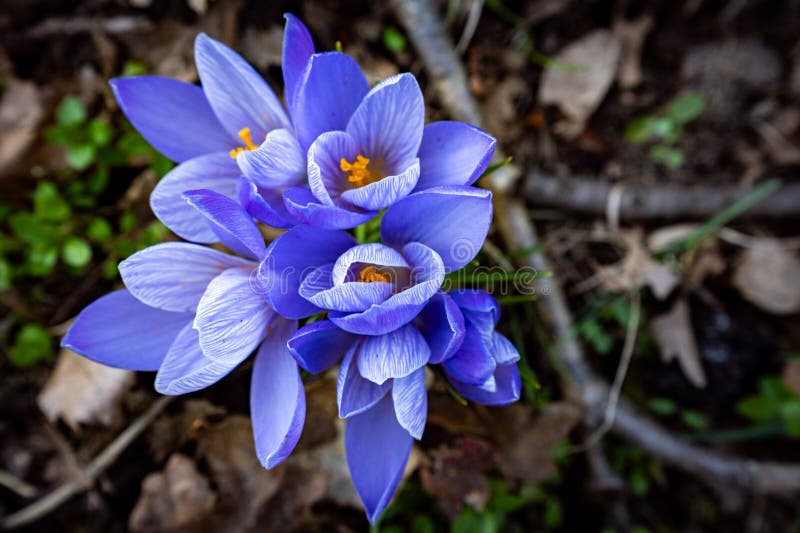 Blue crocus in the garden stock photo. Image of natural - 243257190
