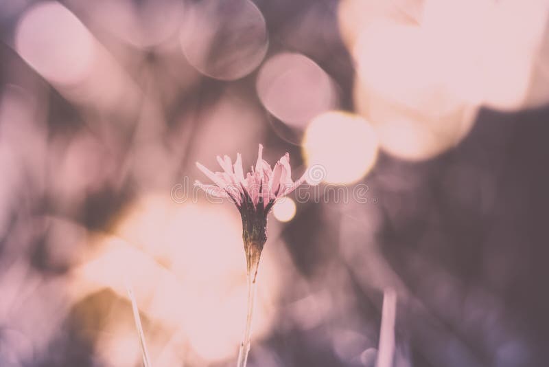 In the blooming light stock image. Image of blossom - 264651579