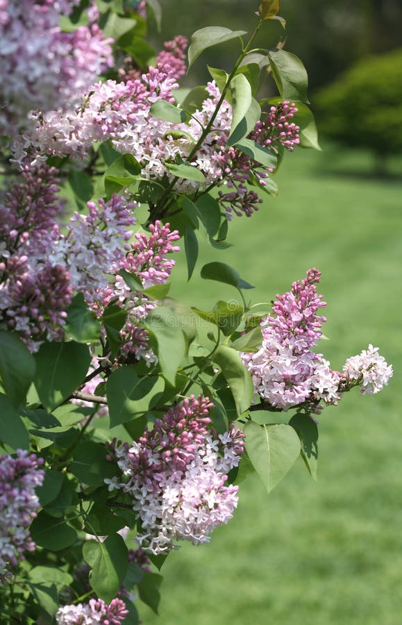Blooming lilac stock image. Image of lilac, freshness - 5076979