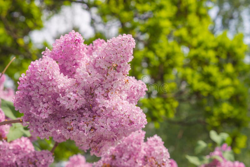 Blooming Lilac. Beautiful Spring Blooming of Lilac Branches Stock Image ...