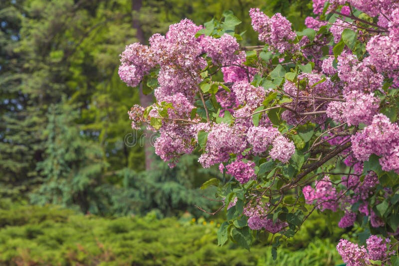 Blooming Lilac. Beautiful Spring Blooming of Lilac Branches Stock Photo ...