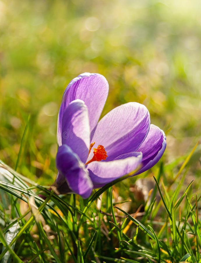 Blooming Lilac Crocus Illuminated Sun Stock Photos - Free & Royalty ...