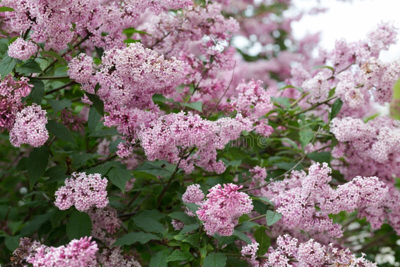 Blooming Lilac, Horizontal Background Stock Photo - Image of floral ...