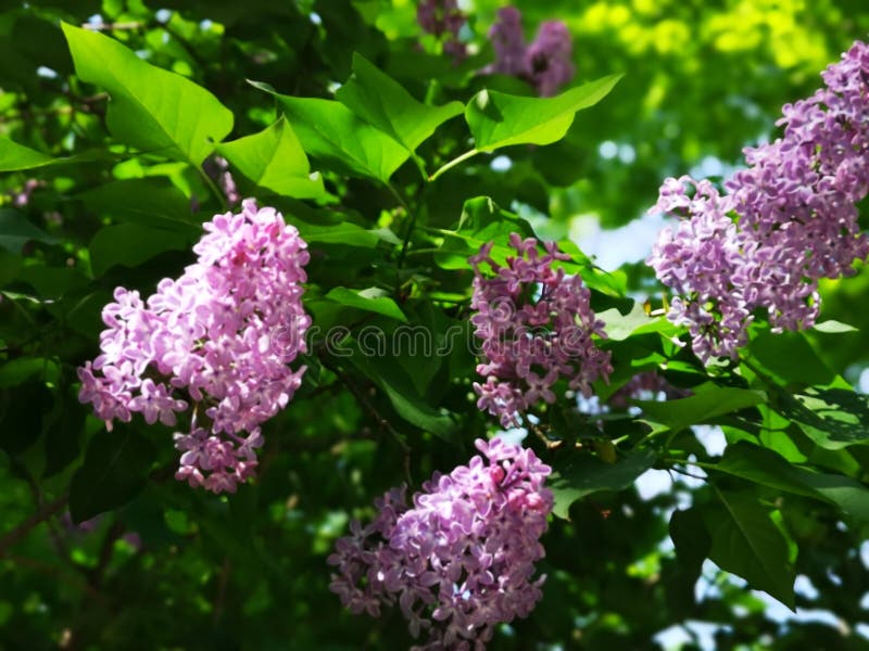 Blooming Lilac,syringa Blossom in the Park in Spring Stock Photo ...