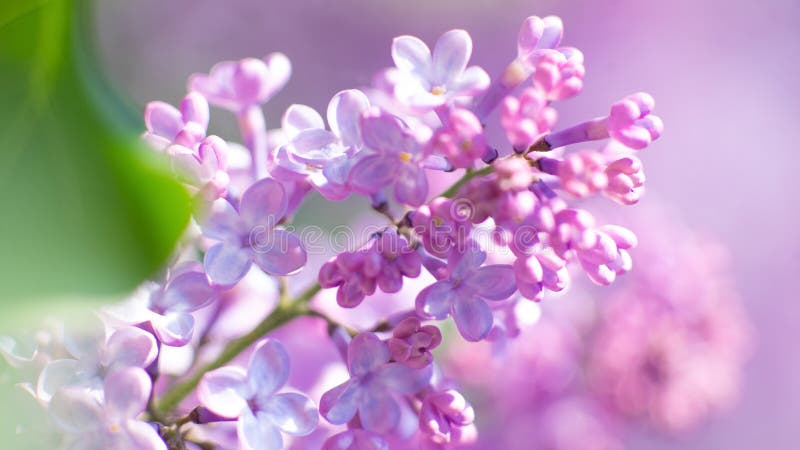 Blooming lilac stock photo. Image of lilac, blooming - 181646850