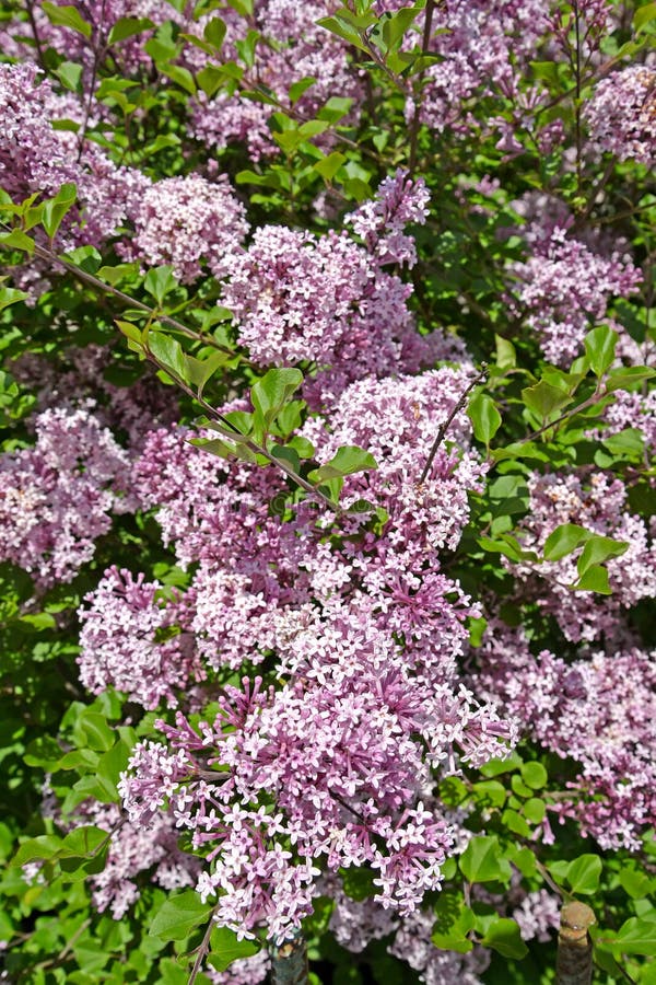 Blooming Lilac Small-leaved Superba Syringa Microphylla Superba Stock ...