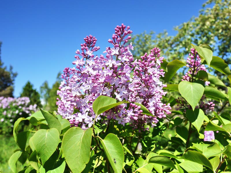 Blooming Lilac in the Spring. Beautiful Nature in Spring Stock Image ...