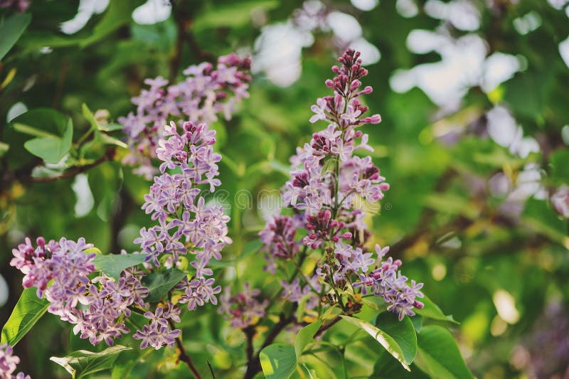 Blooming Lilac Tree Close Up in Spring Sunny Garden Stock Image - Image ...