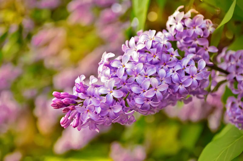 Blooming lilacs. stock photo. Image of leaf, flowers - 37454524