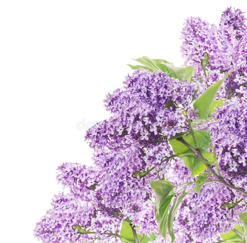 Blooming Lilacs Corner Border, Isolated Stock Image - Image of lilacs ...