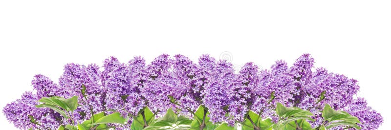 Blooming Lilacs Panorama, Banner, Isolated Stock Image - Image of bloom ...