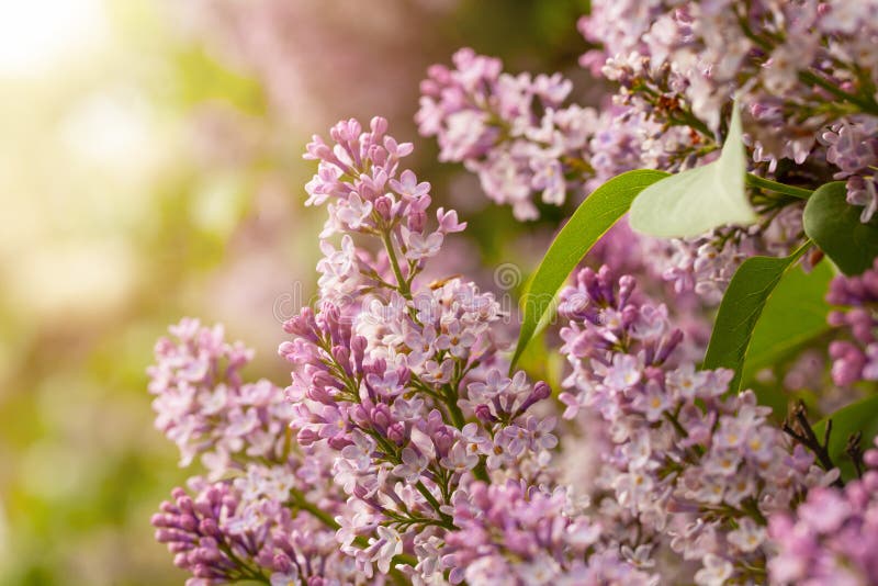 Blooming Lilacs. Wallpapers with Spring Flowers Stock Photo - Image of ...