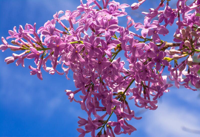 Blooming liliac stock photo. Image of bloom, liliac, green - 53963912