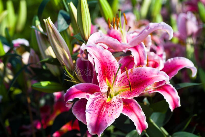 Blooming lilies stock image. Image of lily, petal, detail - 29313759