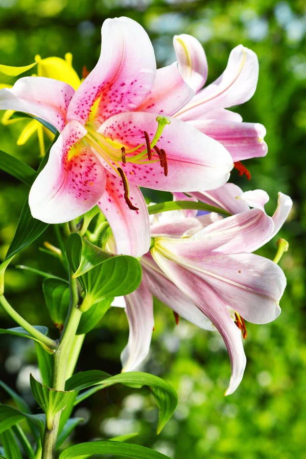 Blooming Lilium in the Garden Stock Image - Image of flora, flower ...