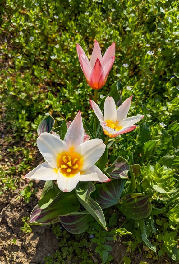 Blooming Lily in Field in the Sunlight Stock Photo - Image of pink ...