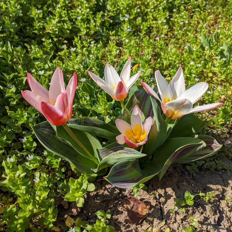 Blooming Lily in Field in the Sunlight Stock Photo - Image of shinning ...