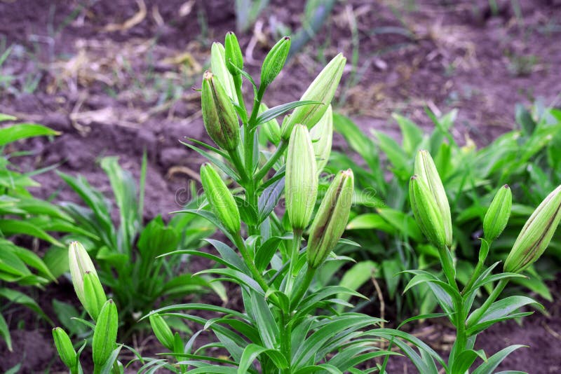 Blooming Lily Flower Bud Close-up Stock Image - Image of fresh, lilli ...