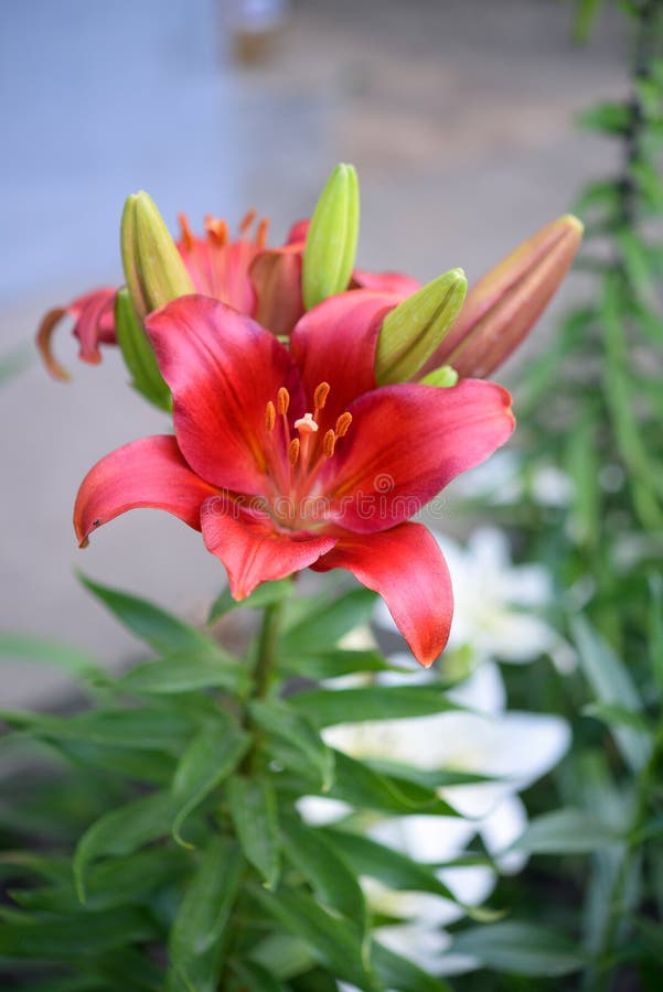 Blooming Lily Flower in the Garden. Stock Image - Image of macro ...